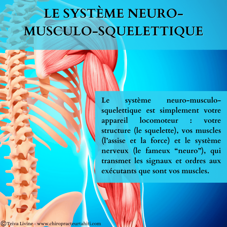 Le système neuro-musculo-squelettique