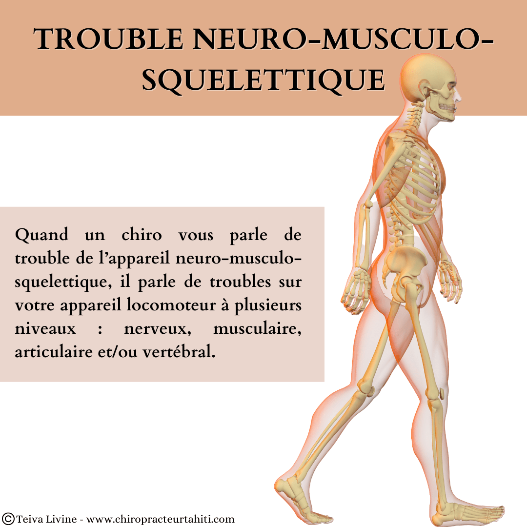 Le système neuro-musculo-squelettique - Chiropracteur Tahiti